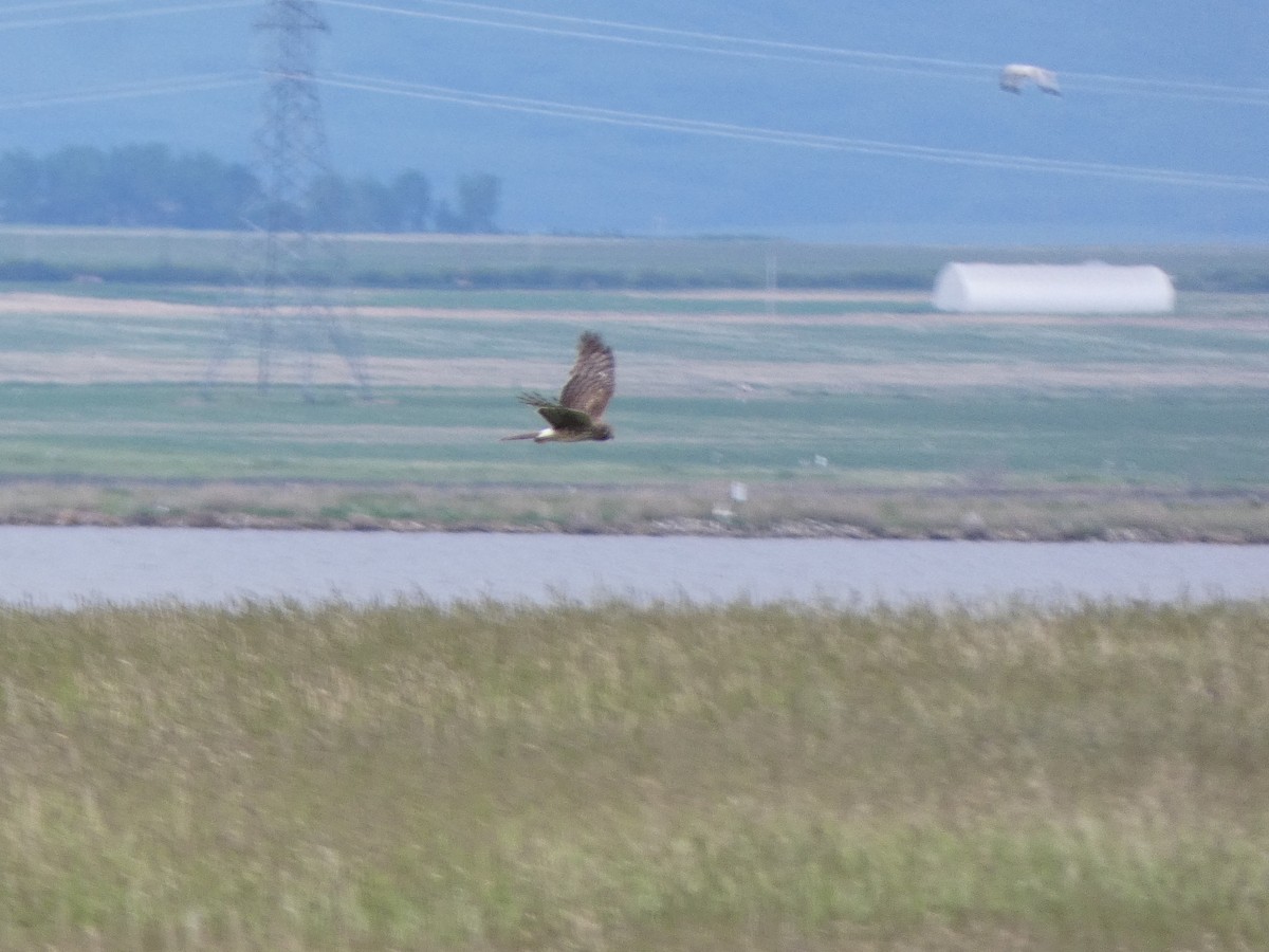 eBird Checklist - 13 Jun 2020 - Frank Lake--Basin 1 (Northern Parking ...