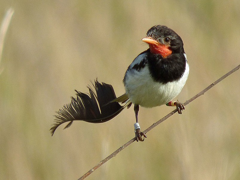 Strange-tailed Tyrant - eBird