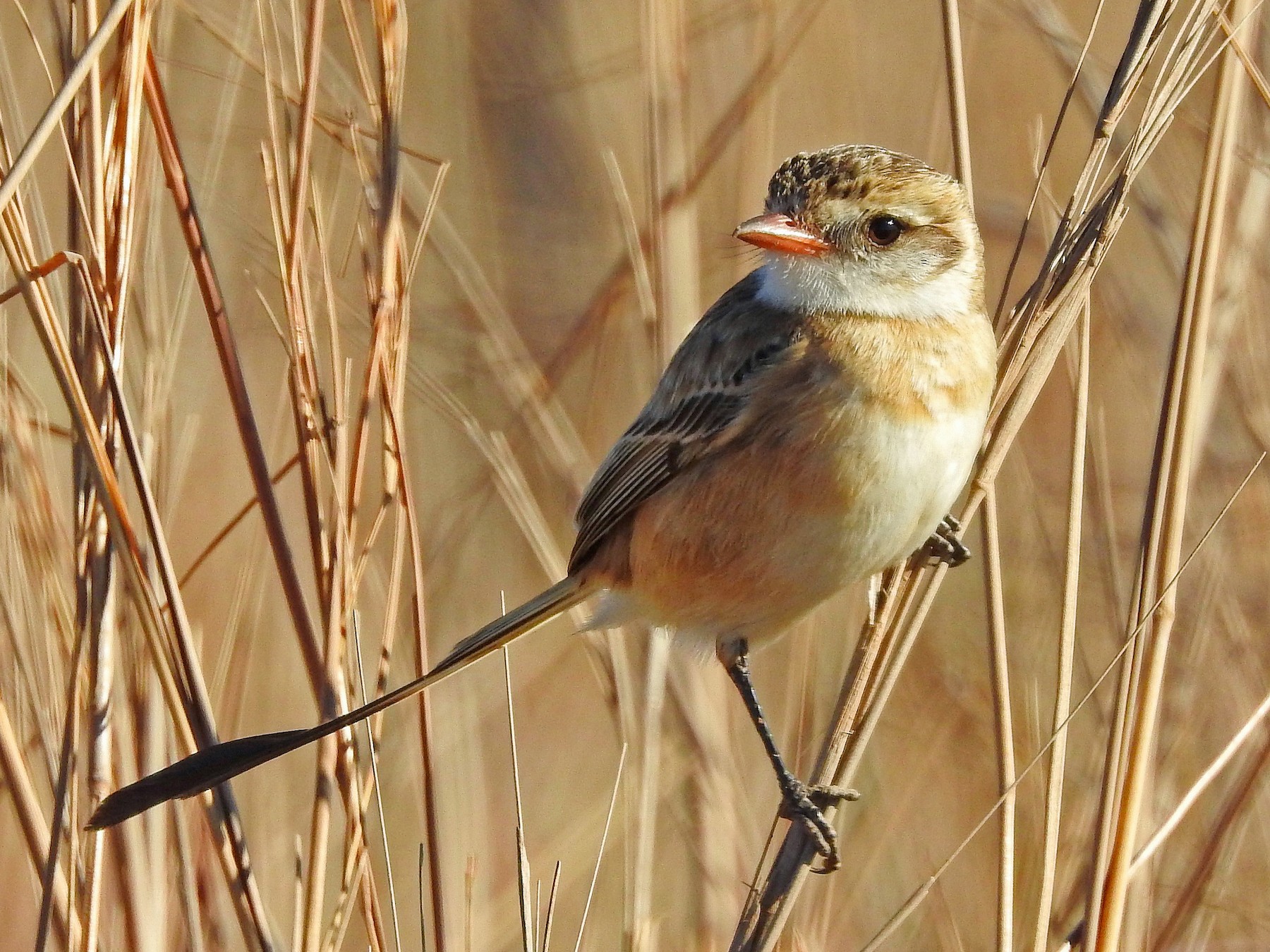Strange-tailed Tyrant - eBird