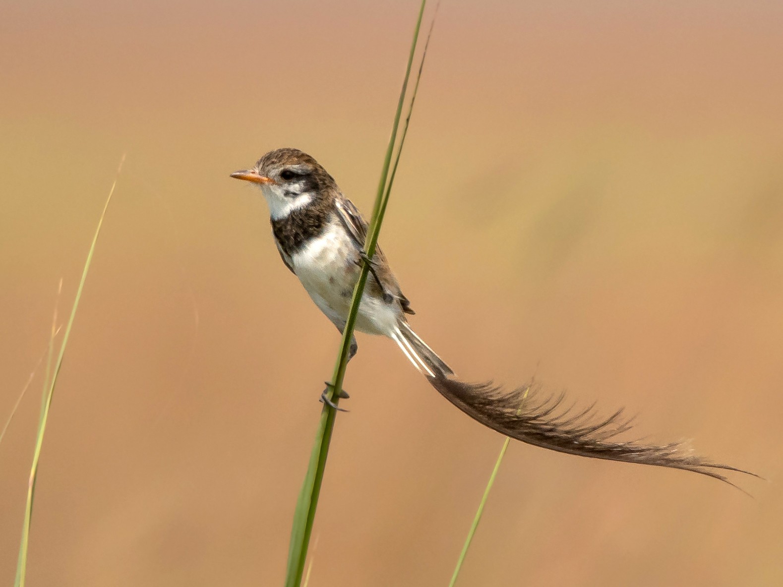 Strange-tailed Tyrant - eBird