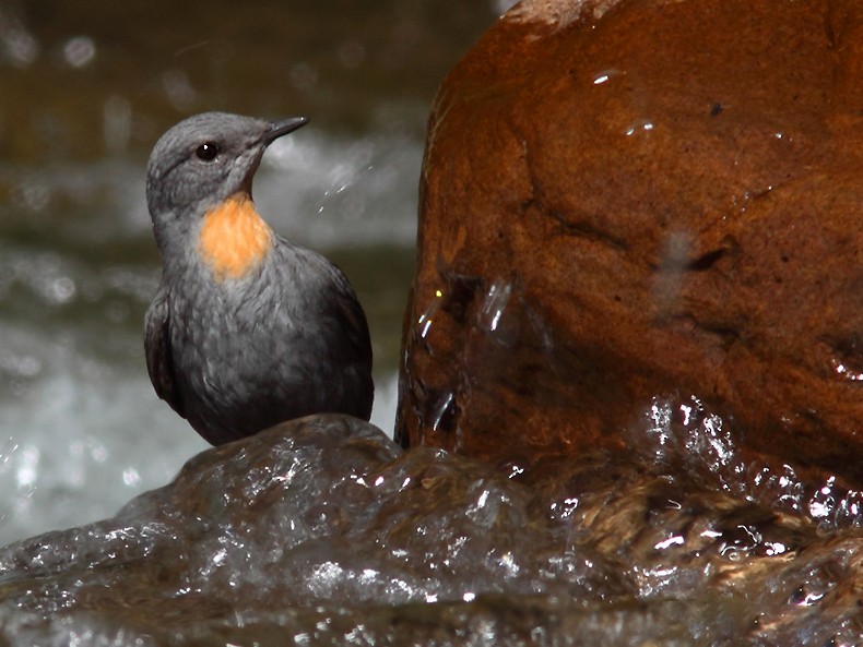 Rufous-throated Dipper - eBird