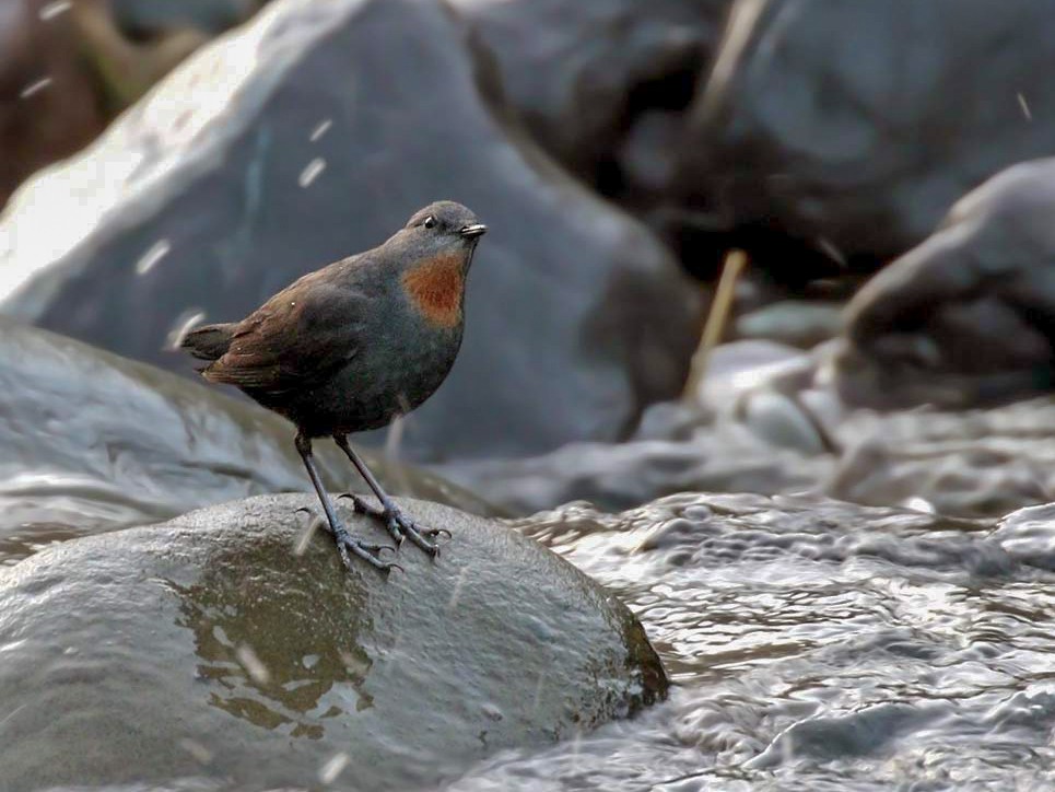 Rufous-throated Dipper - eBird