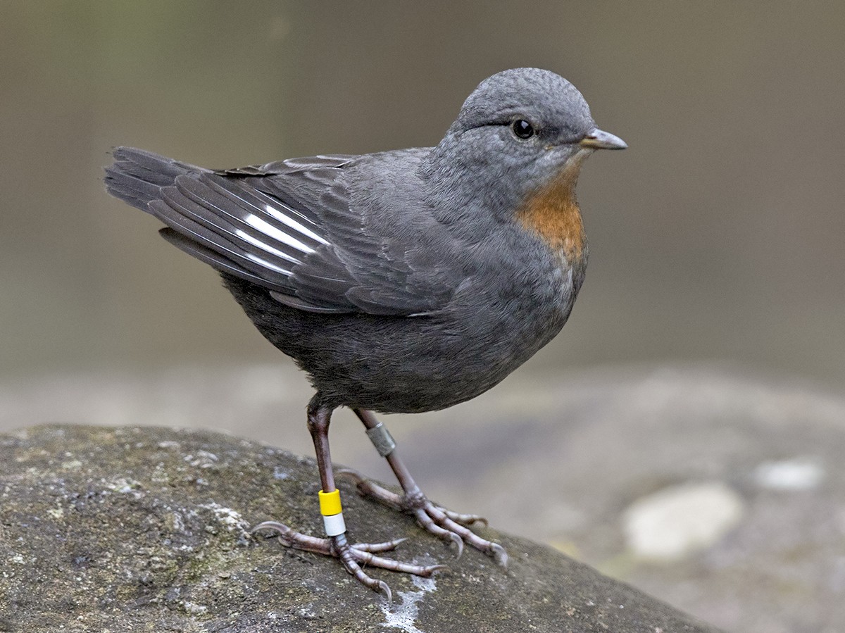 Rufous-throated Dipper - eBird