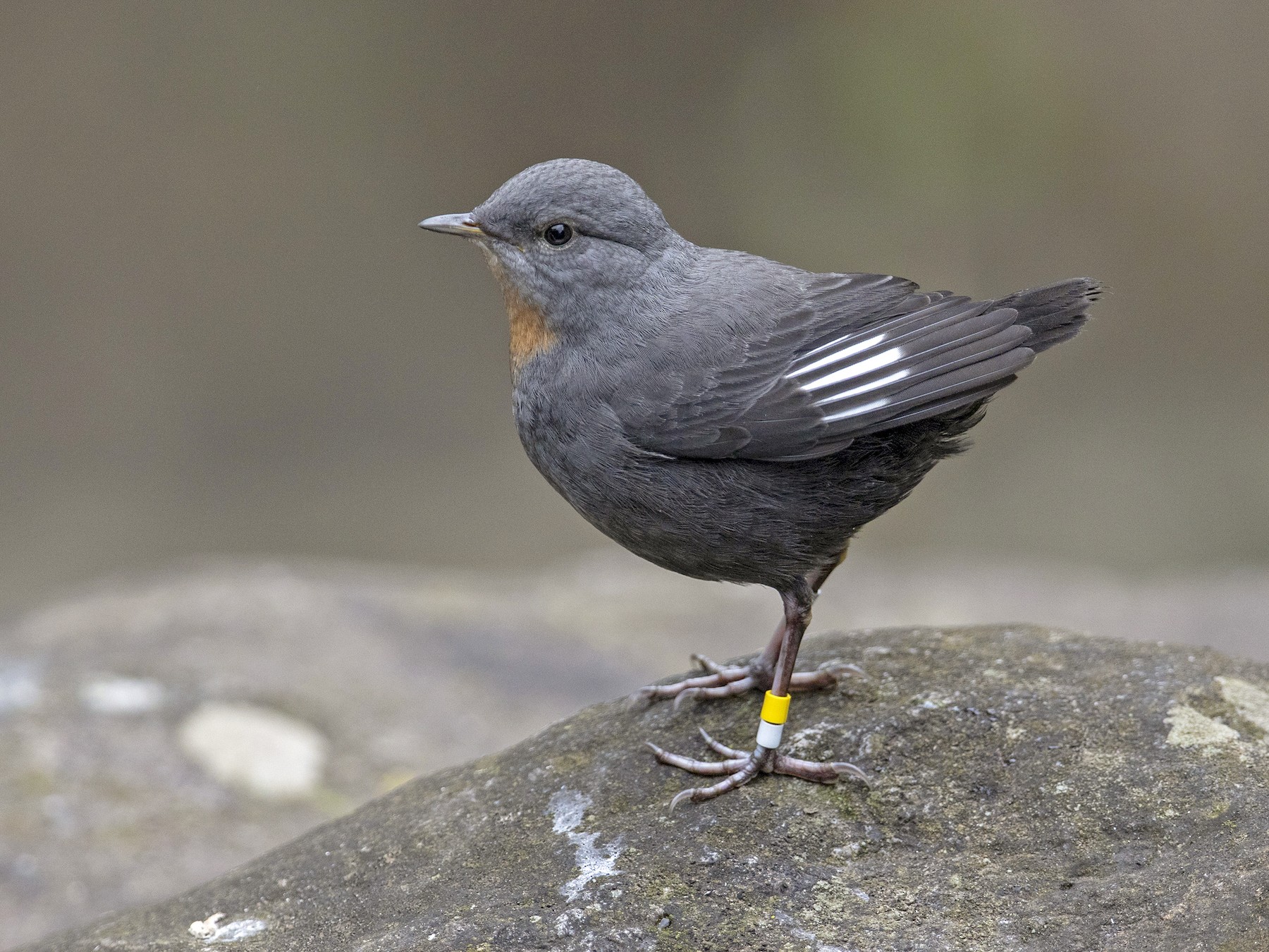 Rufous-throated Dipper - eBird