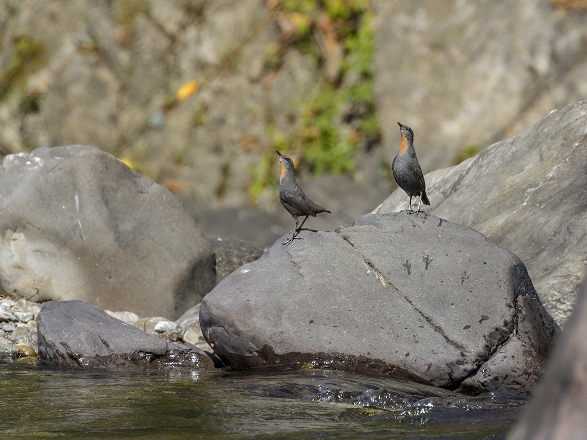 Rufous-throated Dipper - eBird