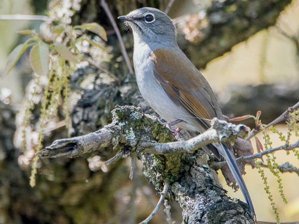 Clarín Jilguero - eBird