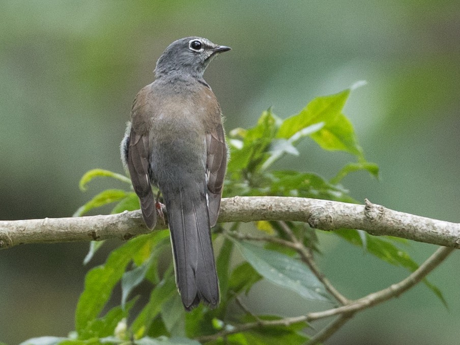 Brown-backed Solitaire - eBird
