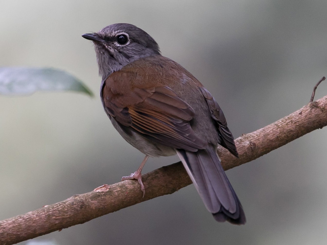 Brown-backed Solitaire - eBird