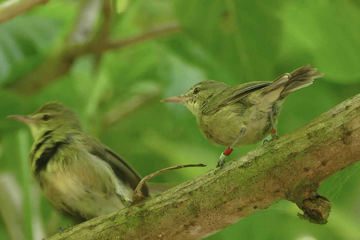 Seychelles Warbler - Acrocephalus sechellensis - Birds of the World