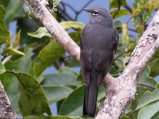 Slate-colored Solitaire - eBird