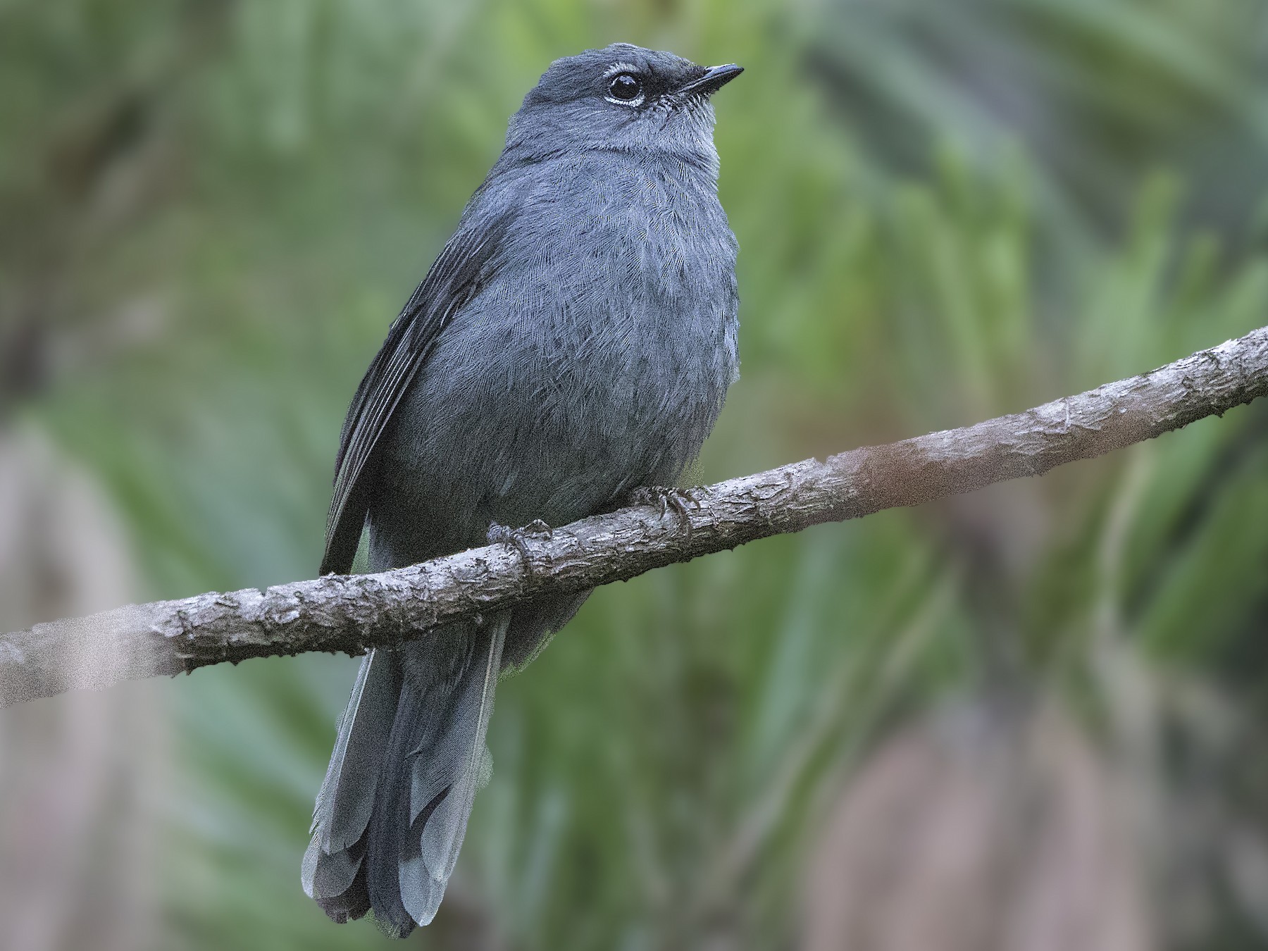 Slate-colored Solitaire - eBird
