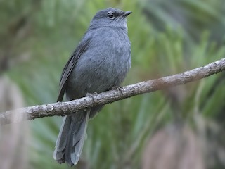 Slate-colored Solitaire - eBird