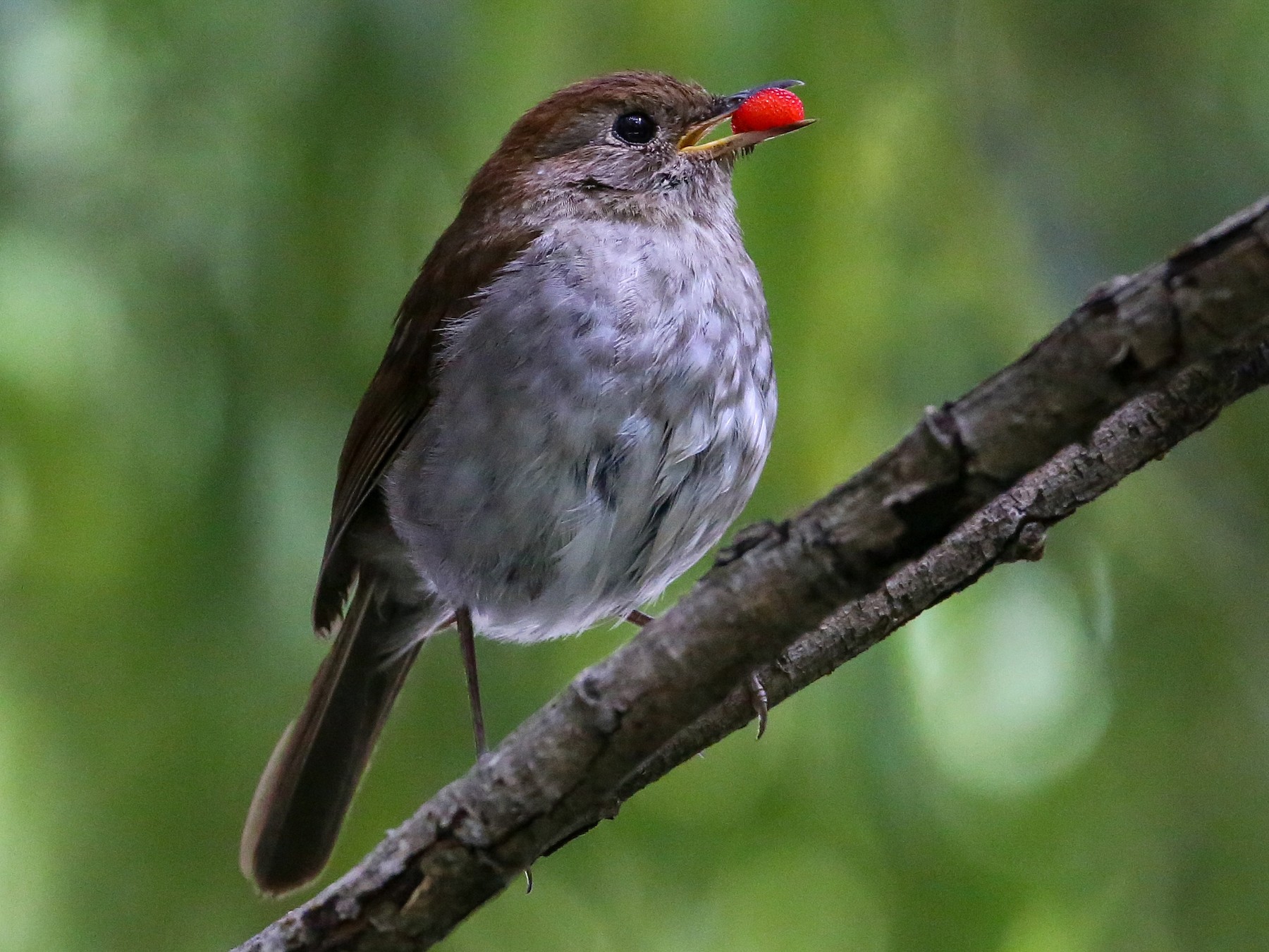 Russet Nightingale-Thrush - eBird