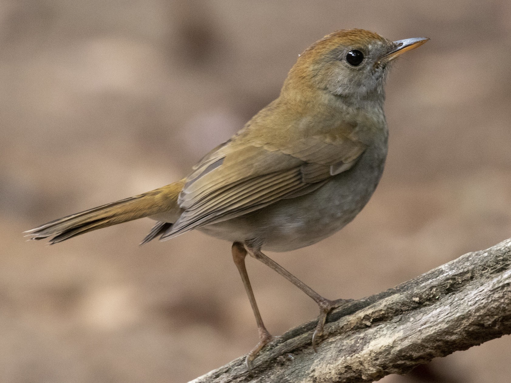 Ruddy-capped Nightingale-Thrush - eBird