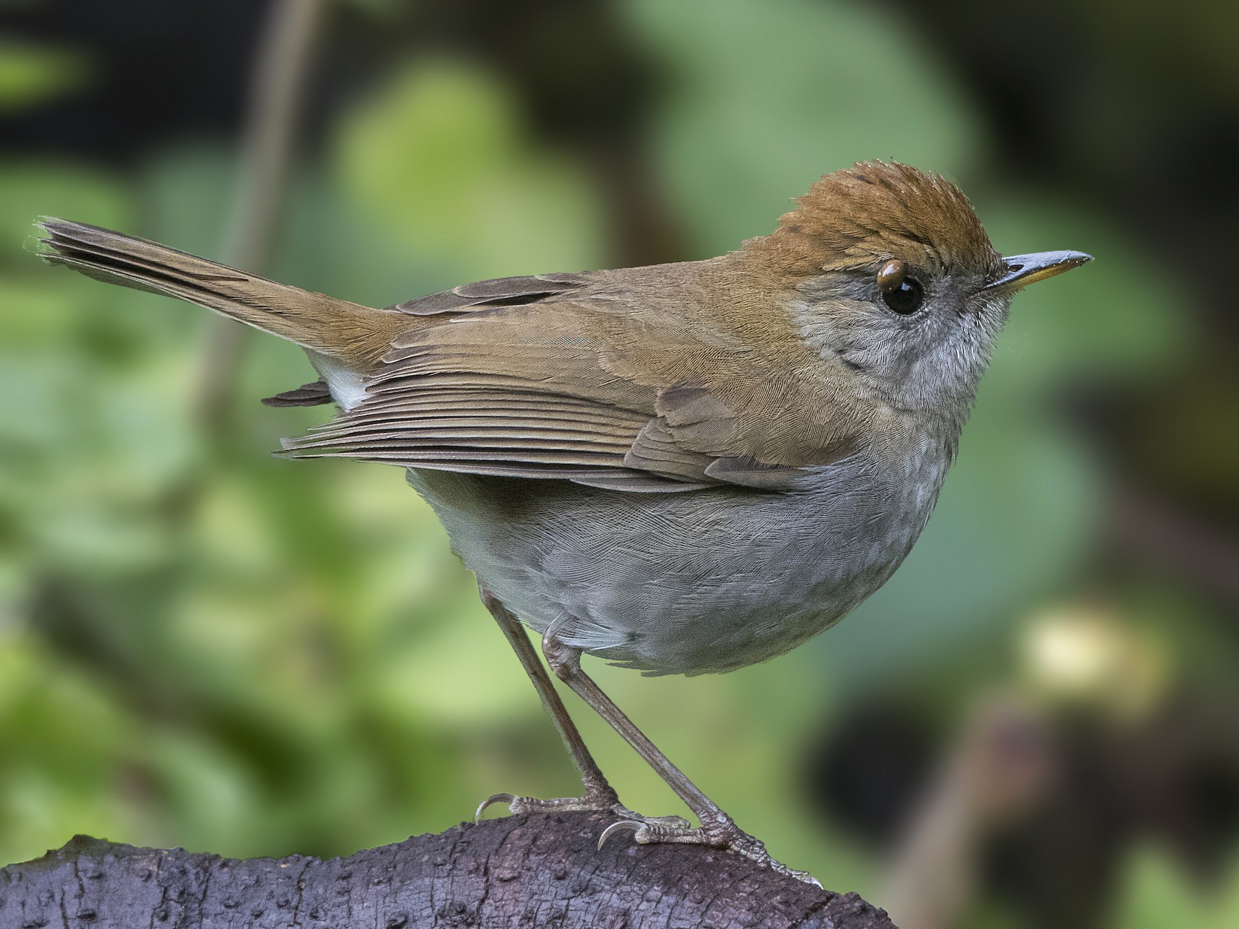 Ruddy-capped Nightingale-Thrush - eBird