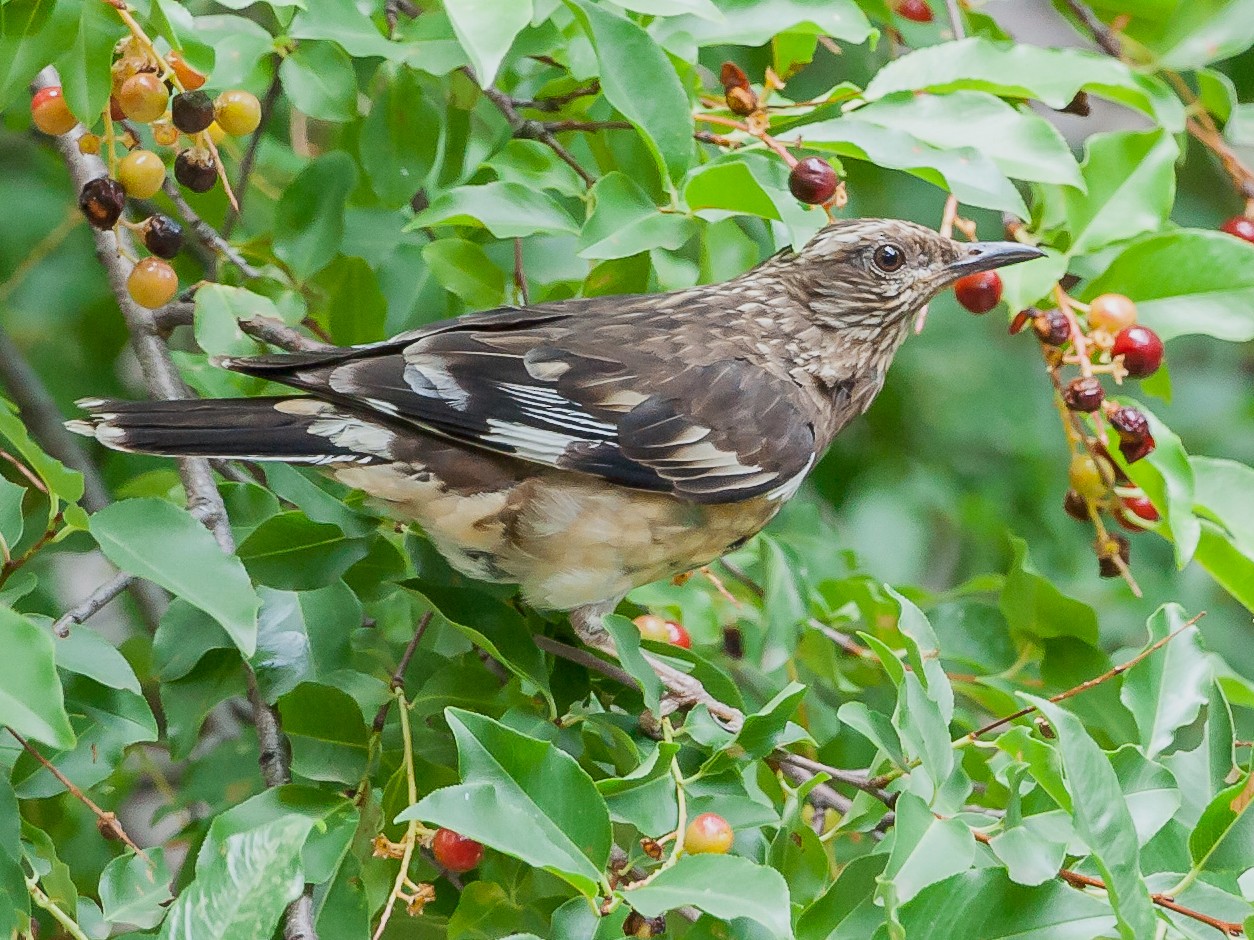 Aztec Thrush - eBird