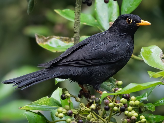 Black Thrush - eBird