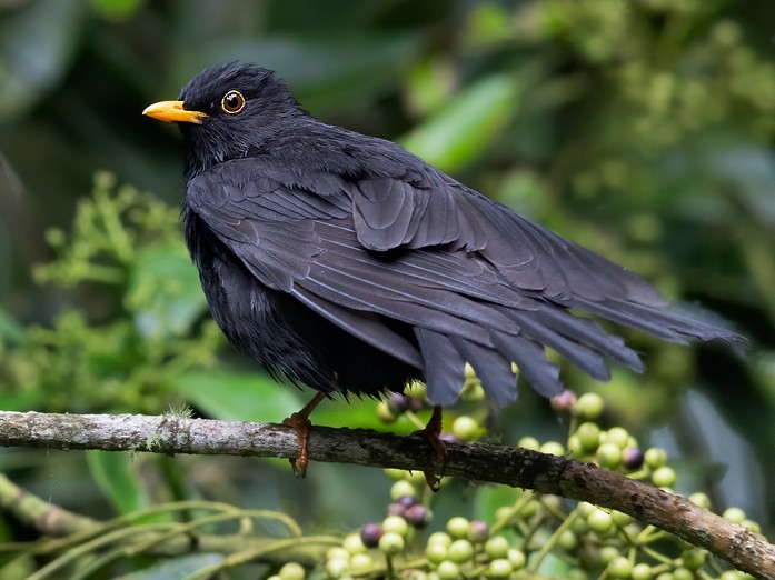 Black Thrush - eBird
