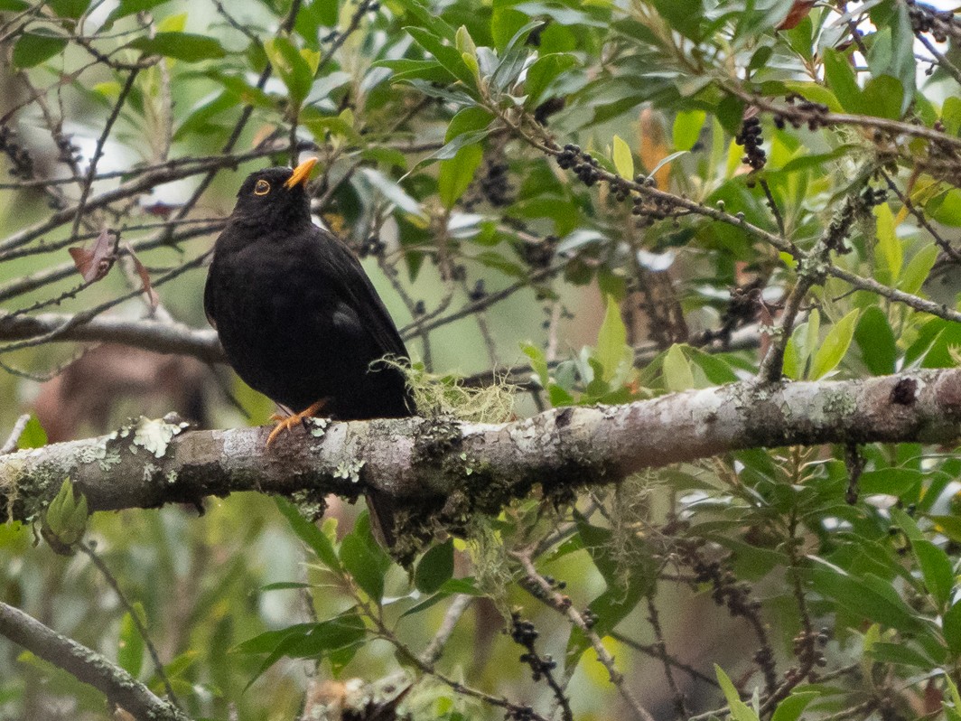 Black Thrush Bird