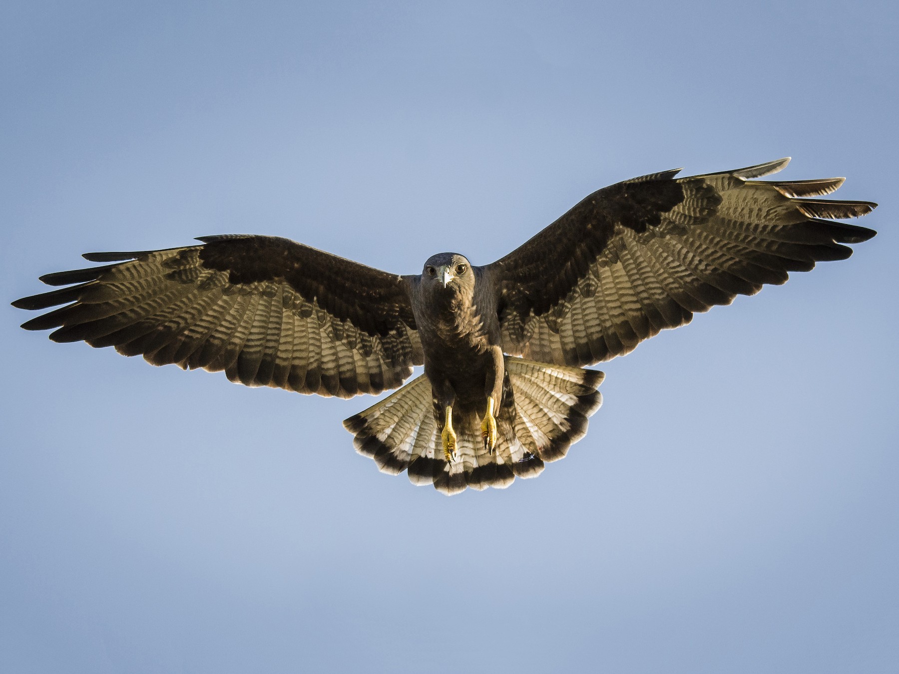White-tailed Hawk - eBird
