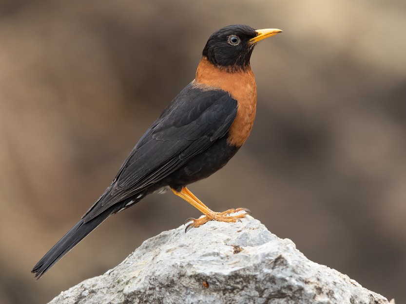 Rufous-collared Robin - eBird