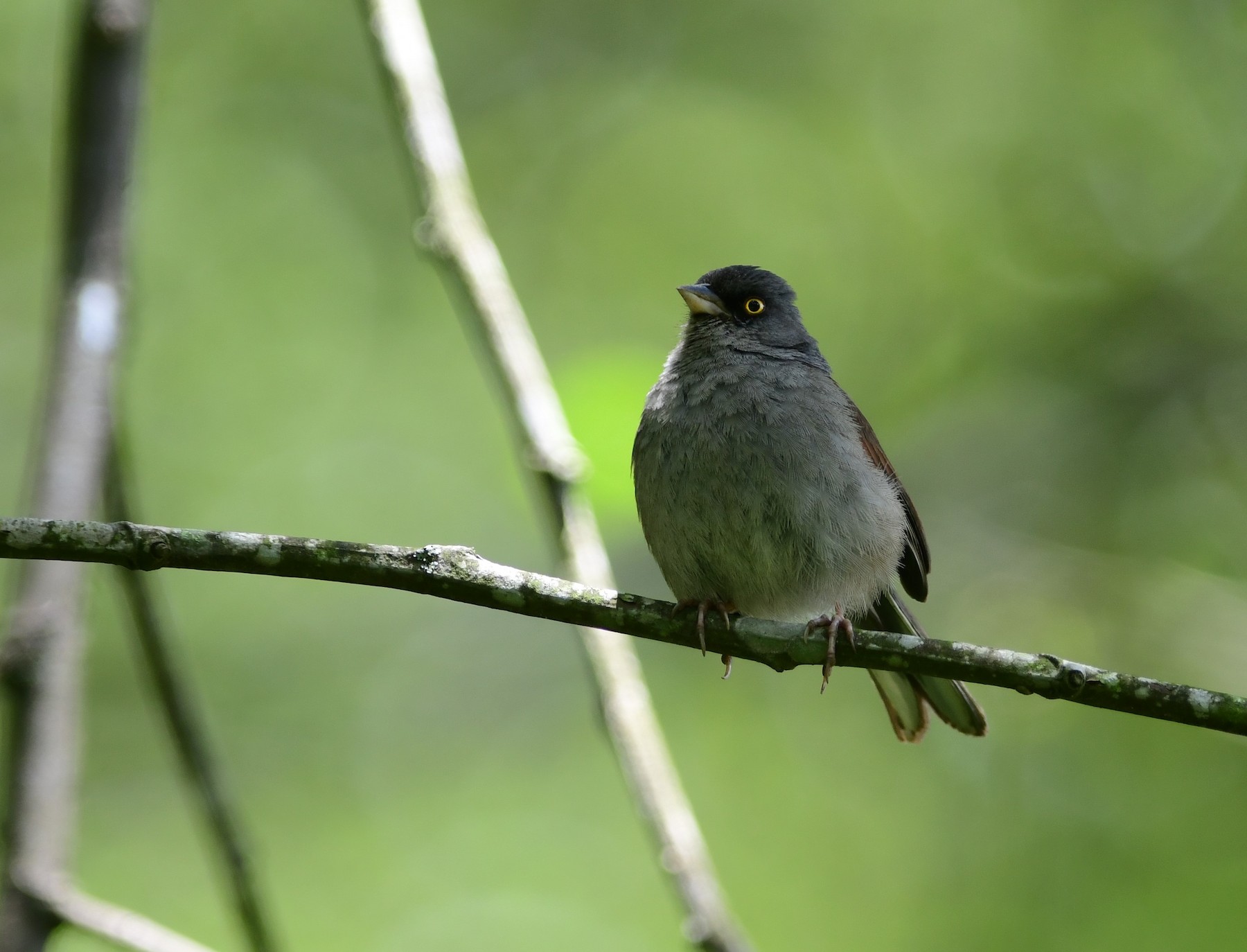 Yellow-eyed Junco (Guatemalan) - eBird