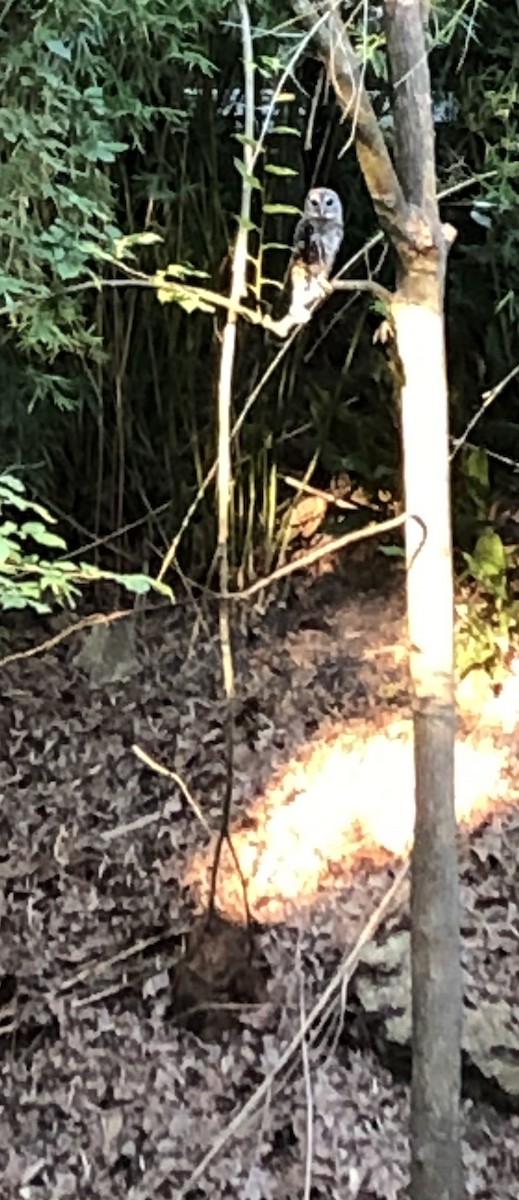 eBird Checklist - 14 Jun 2020 - Edith L. Moore Nature Sanctuary (UTC ...