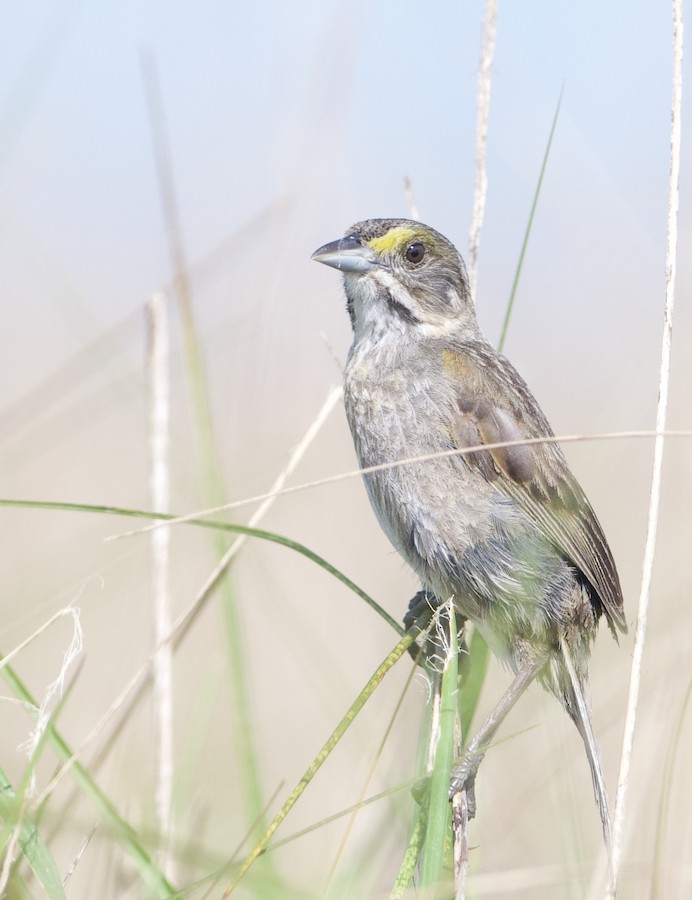 ハマヒメドリ（sennetti グループ） - eBird