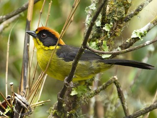 Bolivian Brushfinch - eBird