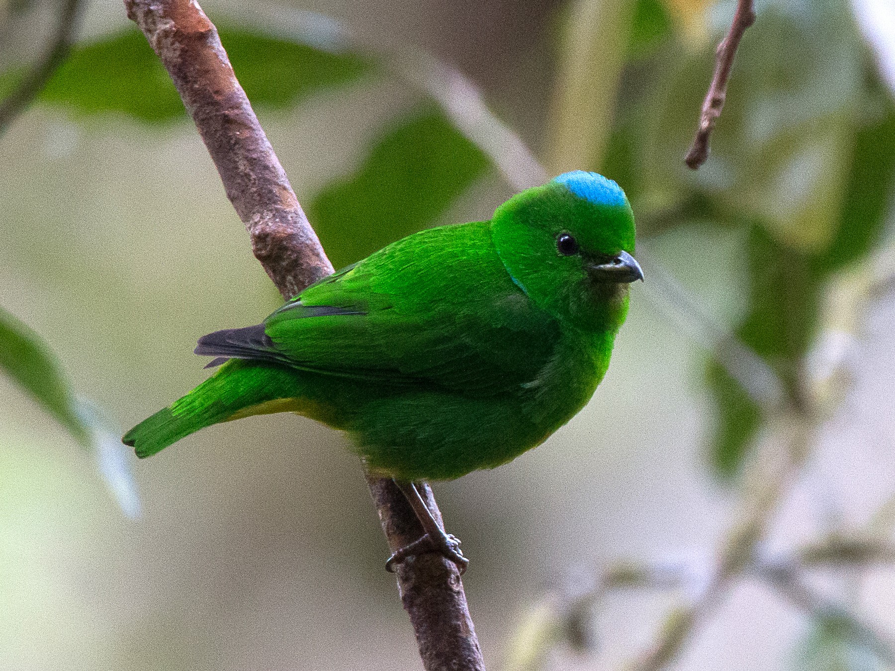 Blue-crowned Chlorophonia - eBird