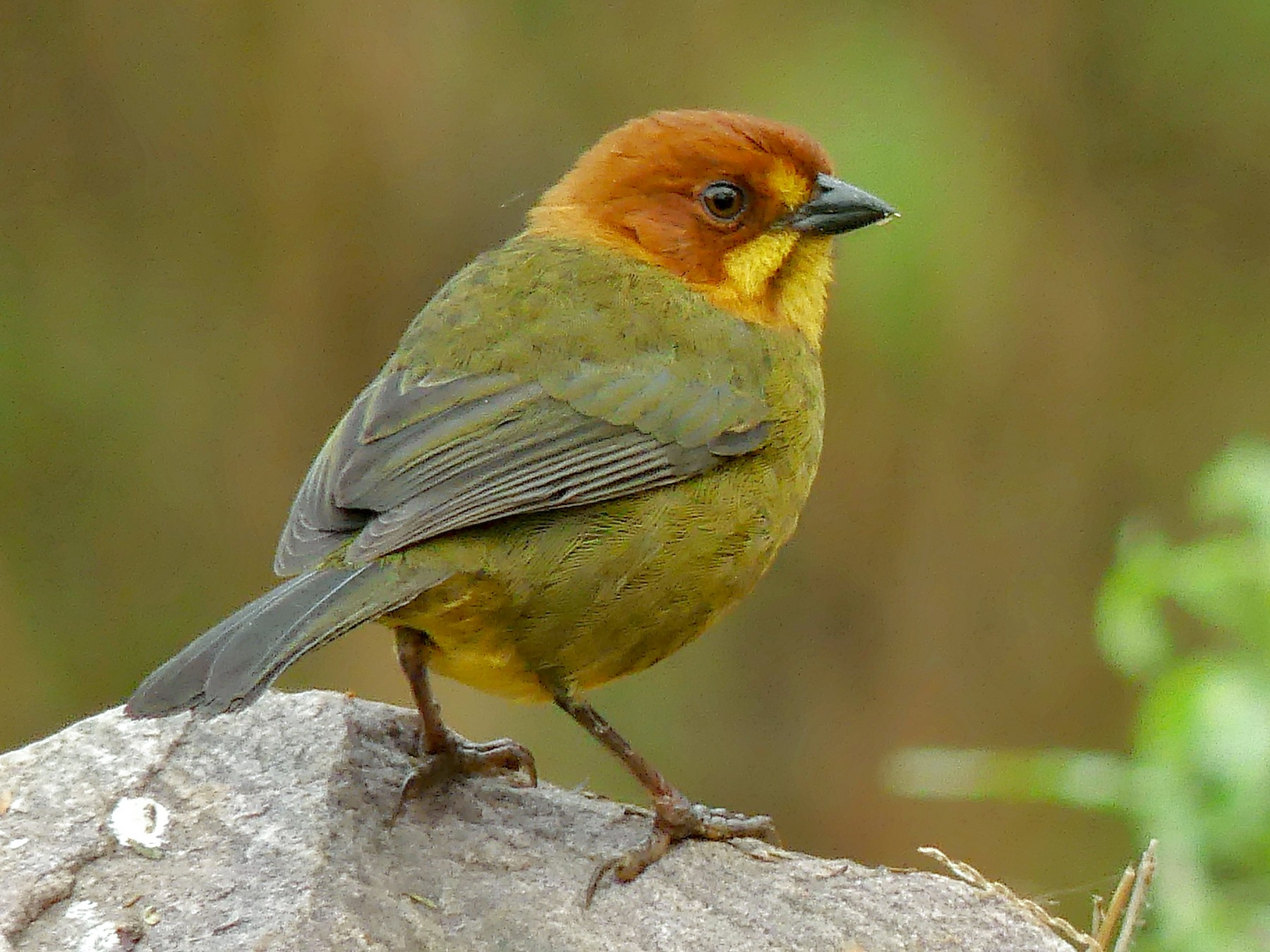 Fulvous-headed Brushfinch - eBird