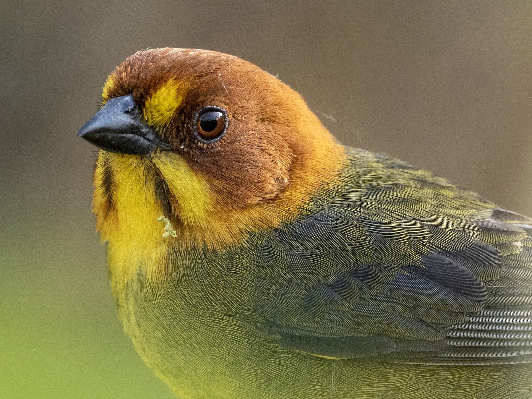 Fulvous-headed Brushfinch - eBird