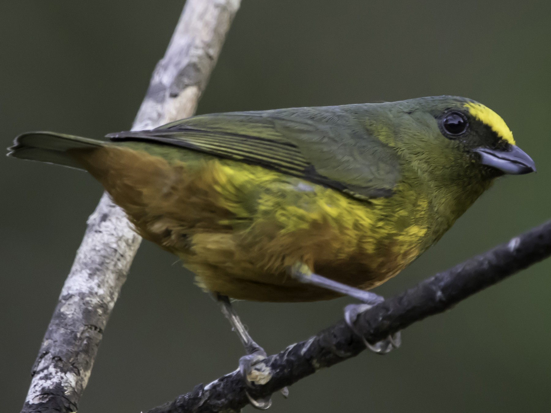 Olive-backed Euphonia - eBird