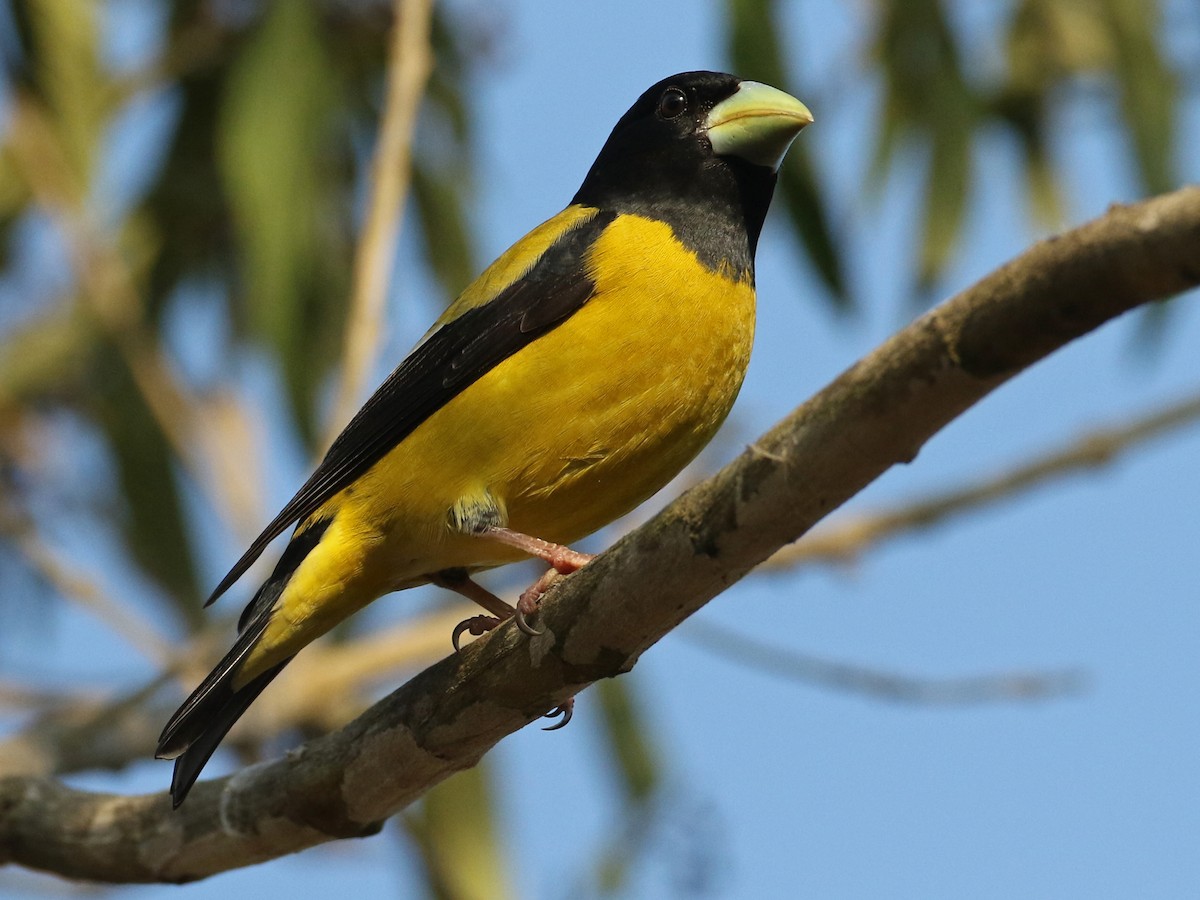 Hooded Grosbeak - Hesperiphona abeillei - Birds of the World