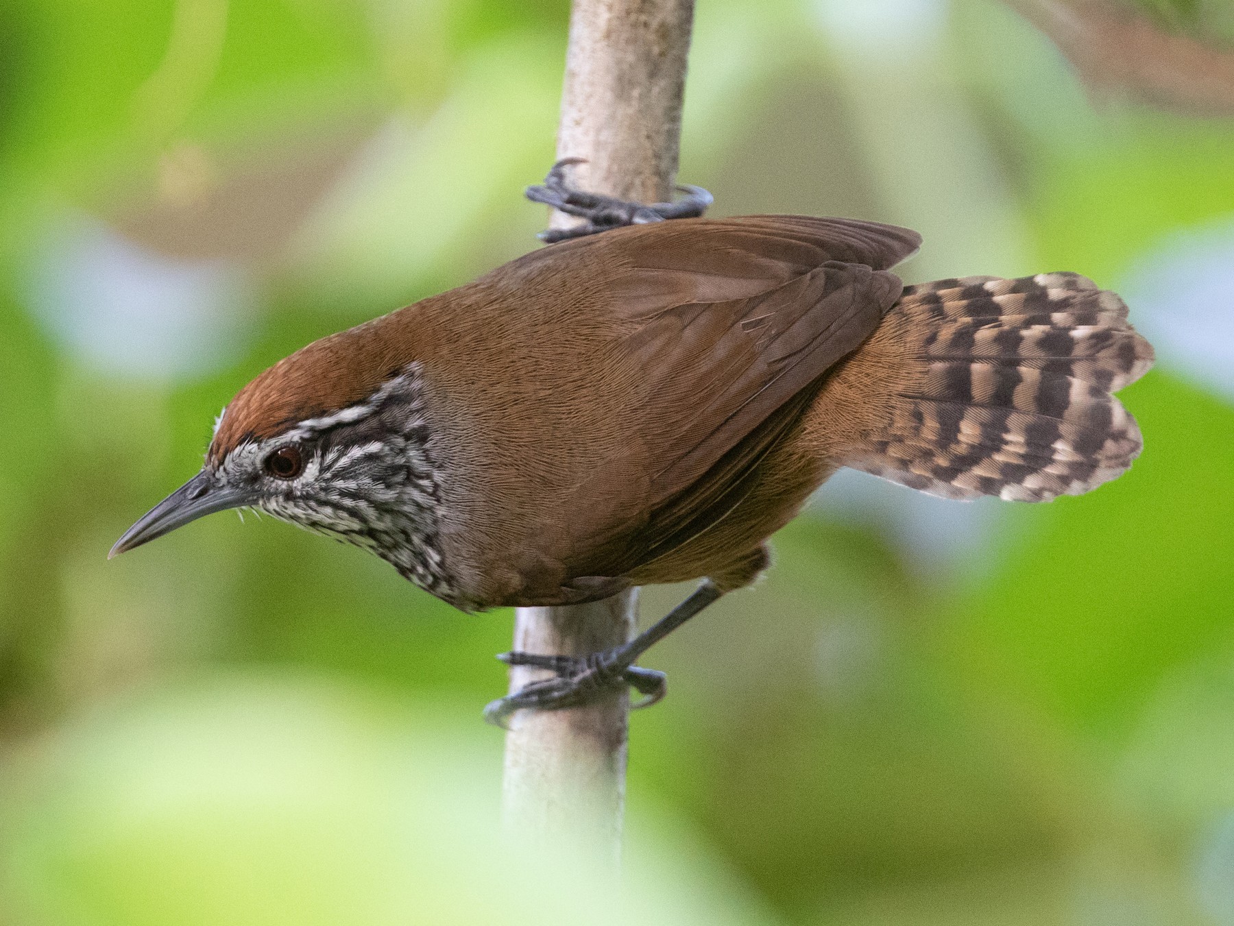 Spot-breasted Wren - eBird