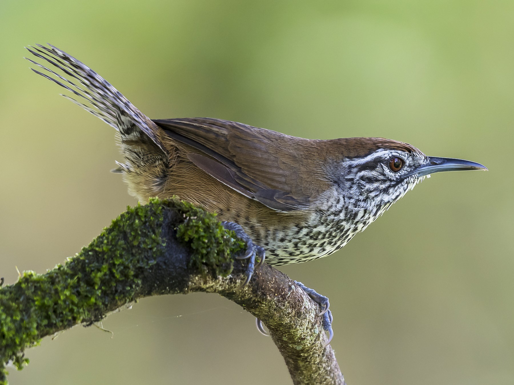 Spot-breasted Wren - eBird