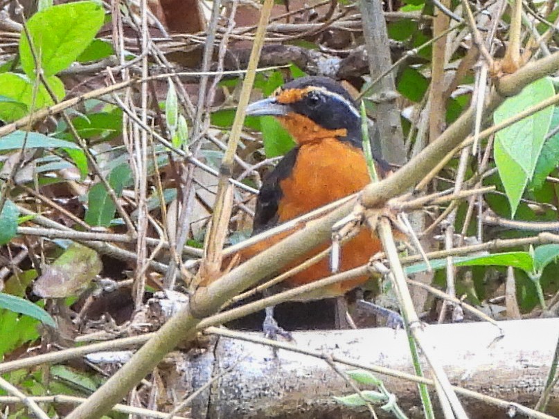 Rosy Thrush-Tanager - eBird