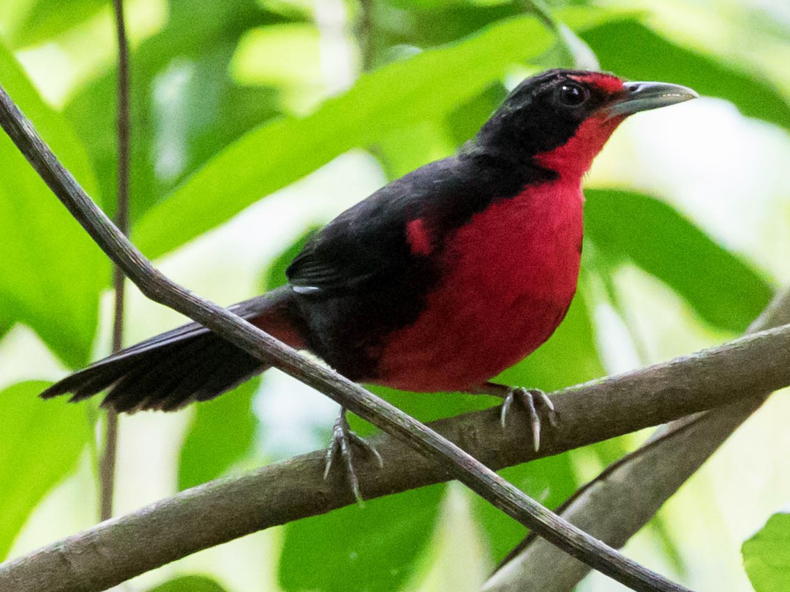 Rosy Thrush-Tanager - eBird