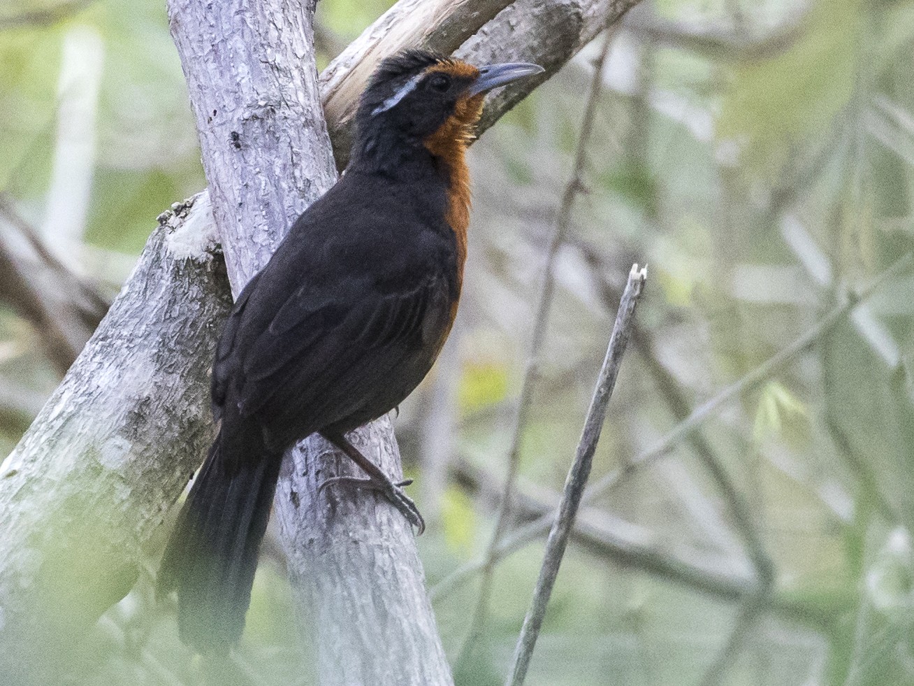 Rosy Thrush-Tanager - eBird