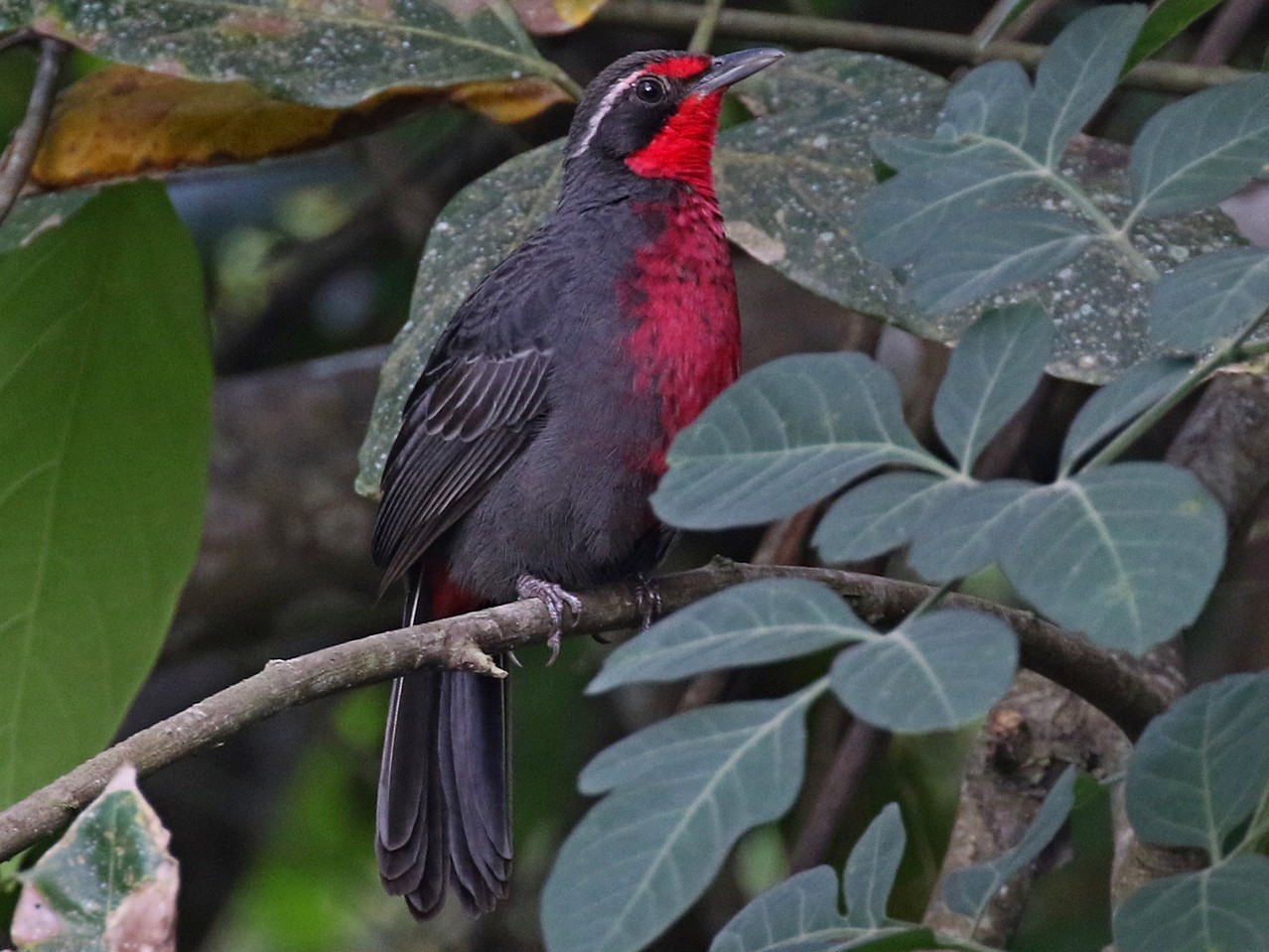 Rosy Thrush-Tanager - eBird
