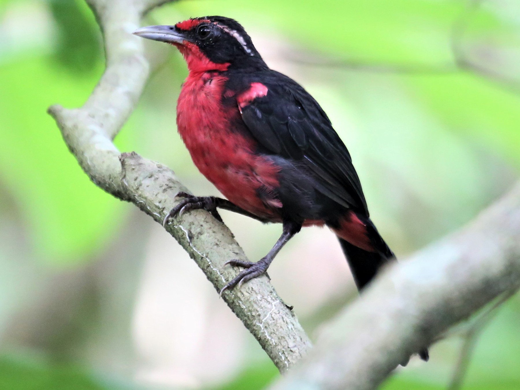 Rosy Thrush-Tanager - eBird