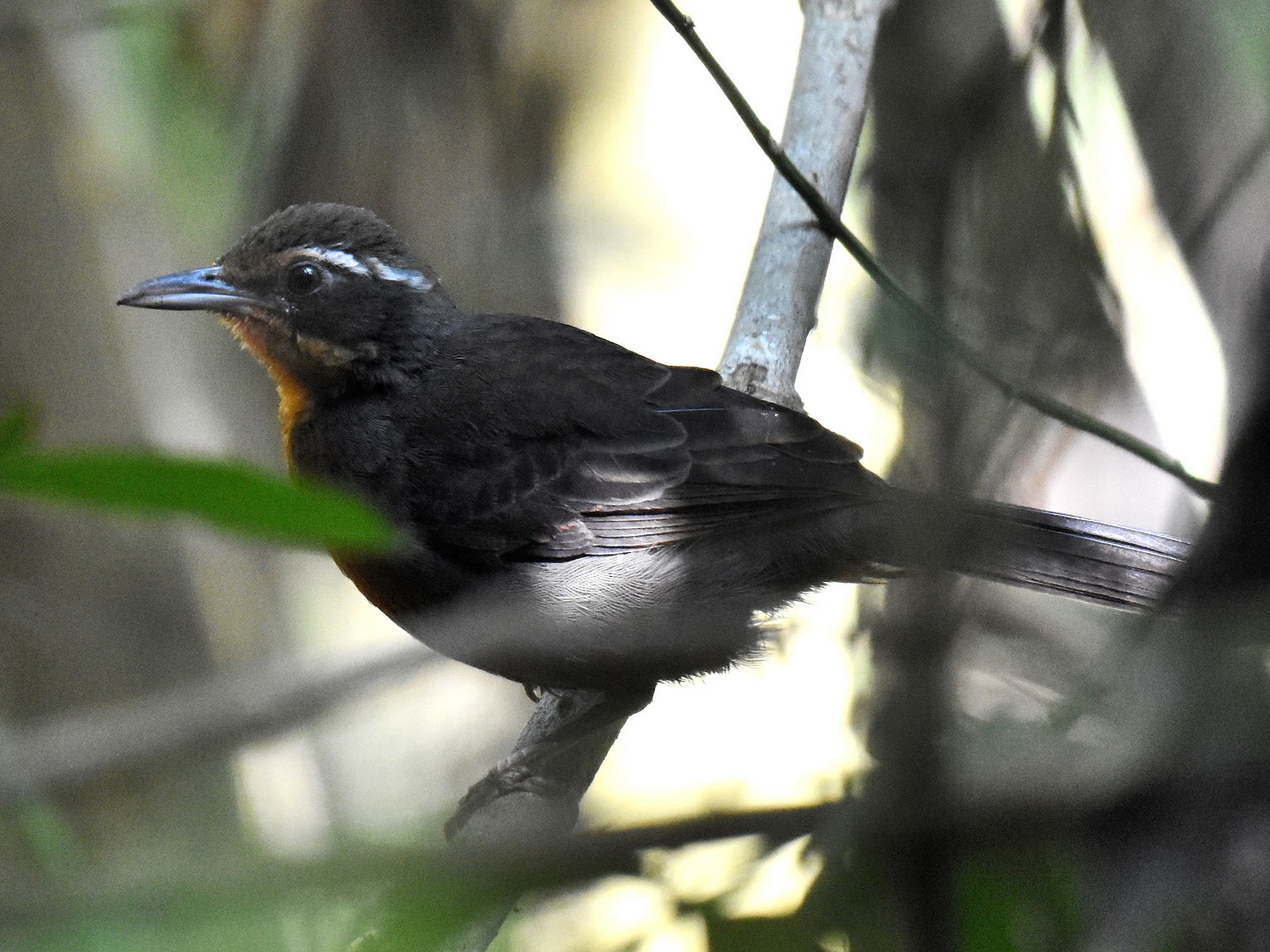 Rosy Thrush-Tanager - eBird