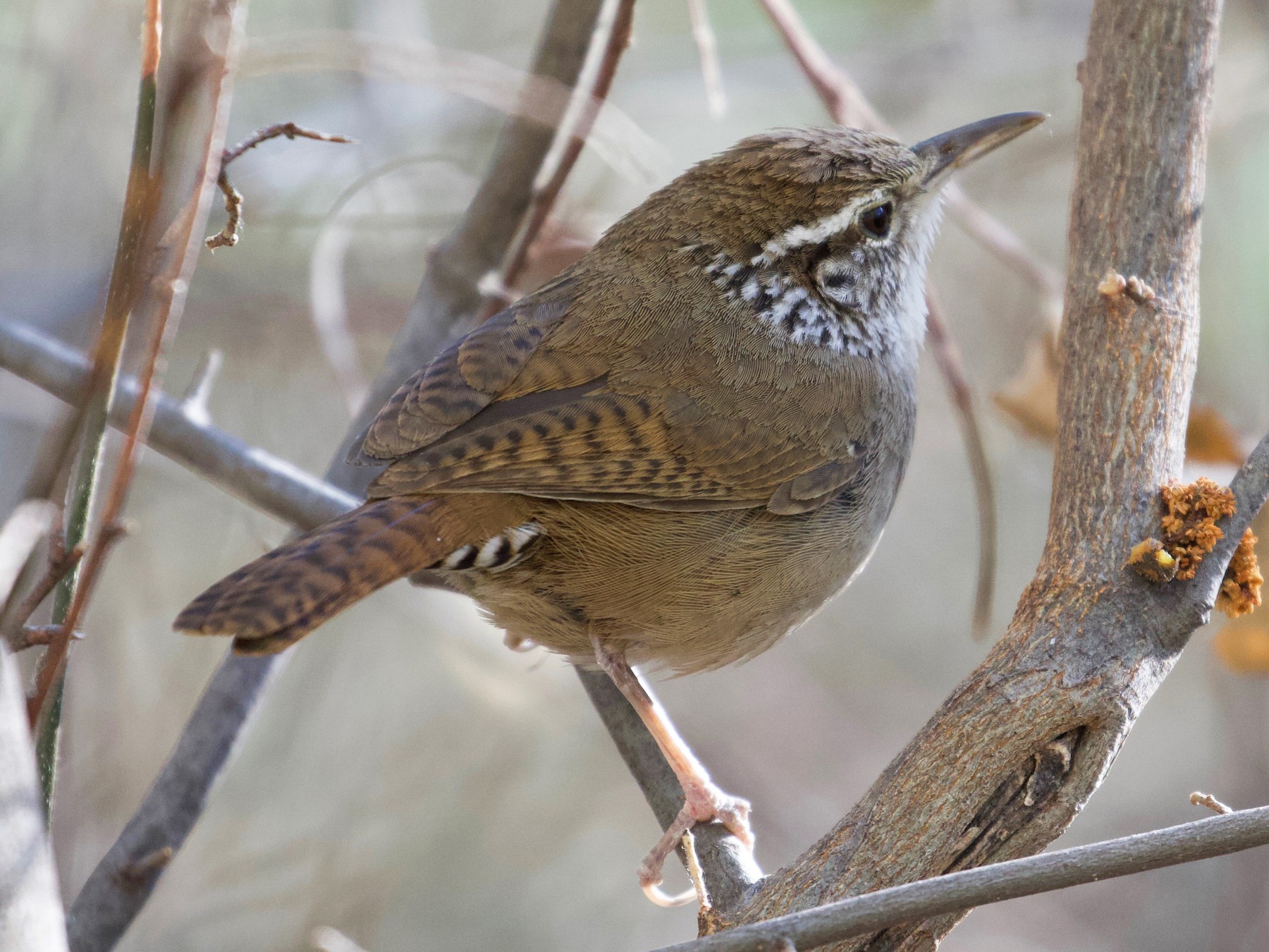 Sinaloa Wren - eBird