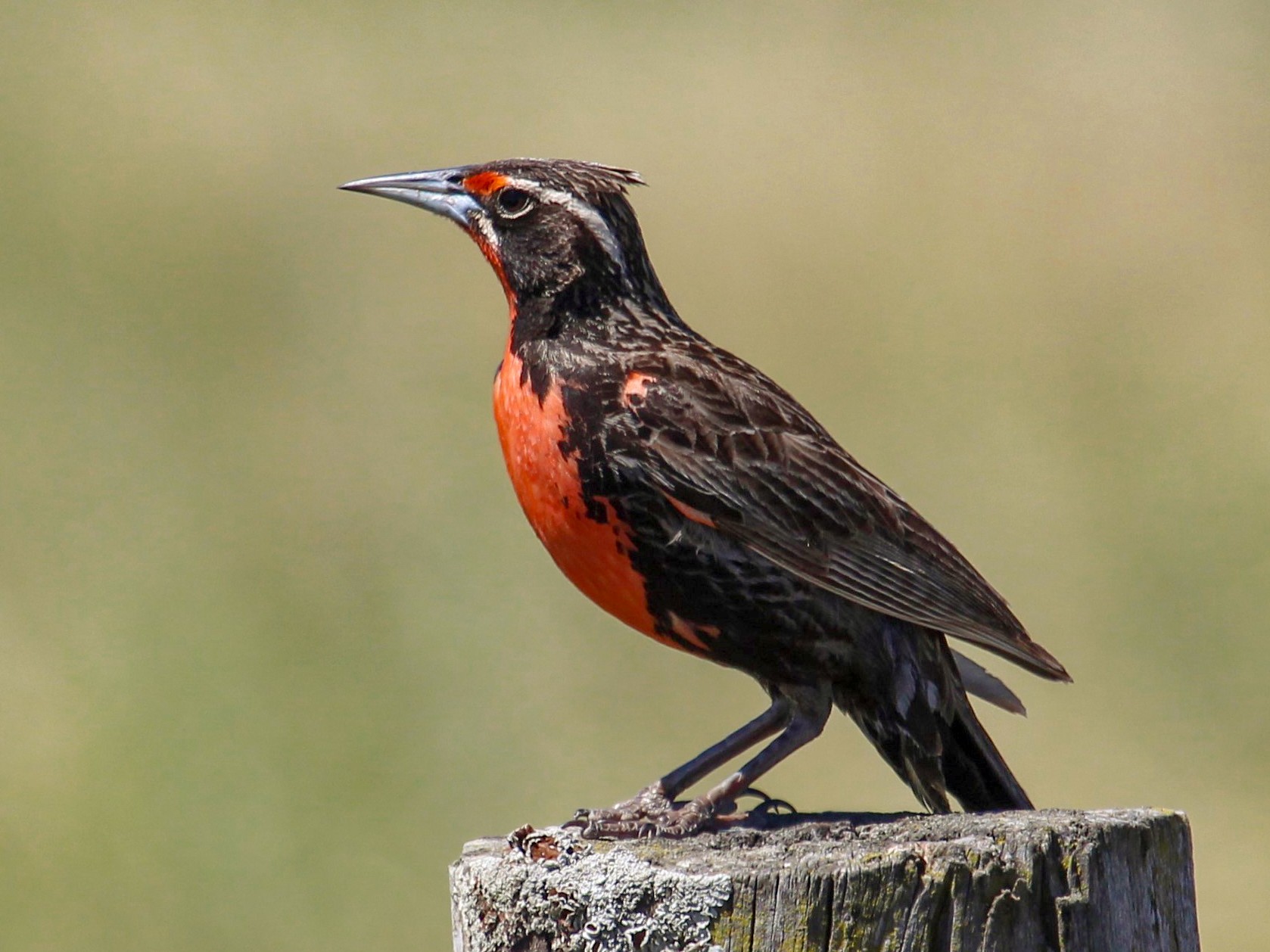 Loica Pampeana - eBird