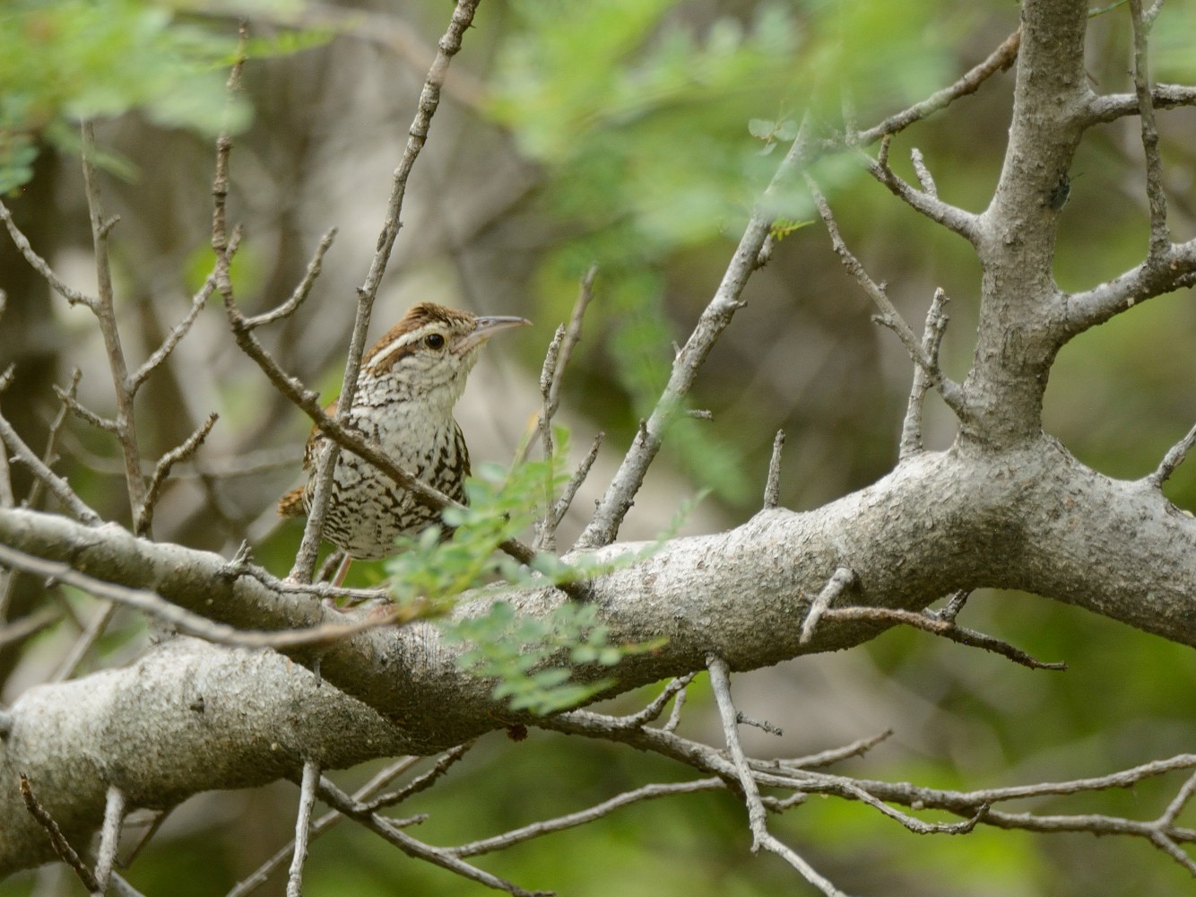 Banded Wren - eBird