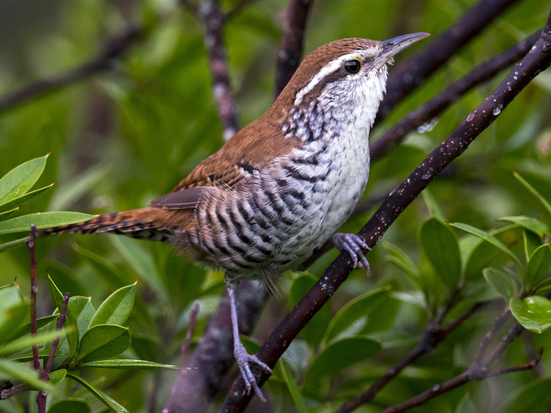Banded Wren - eBird