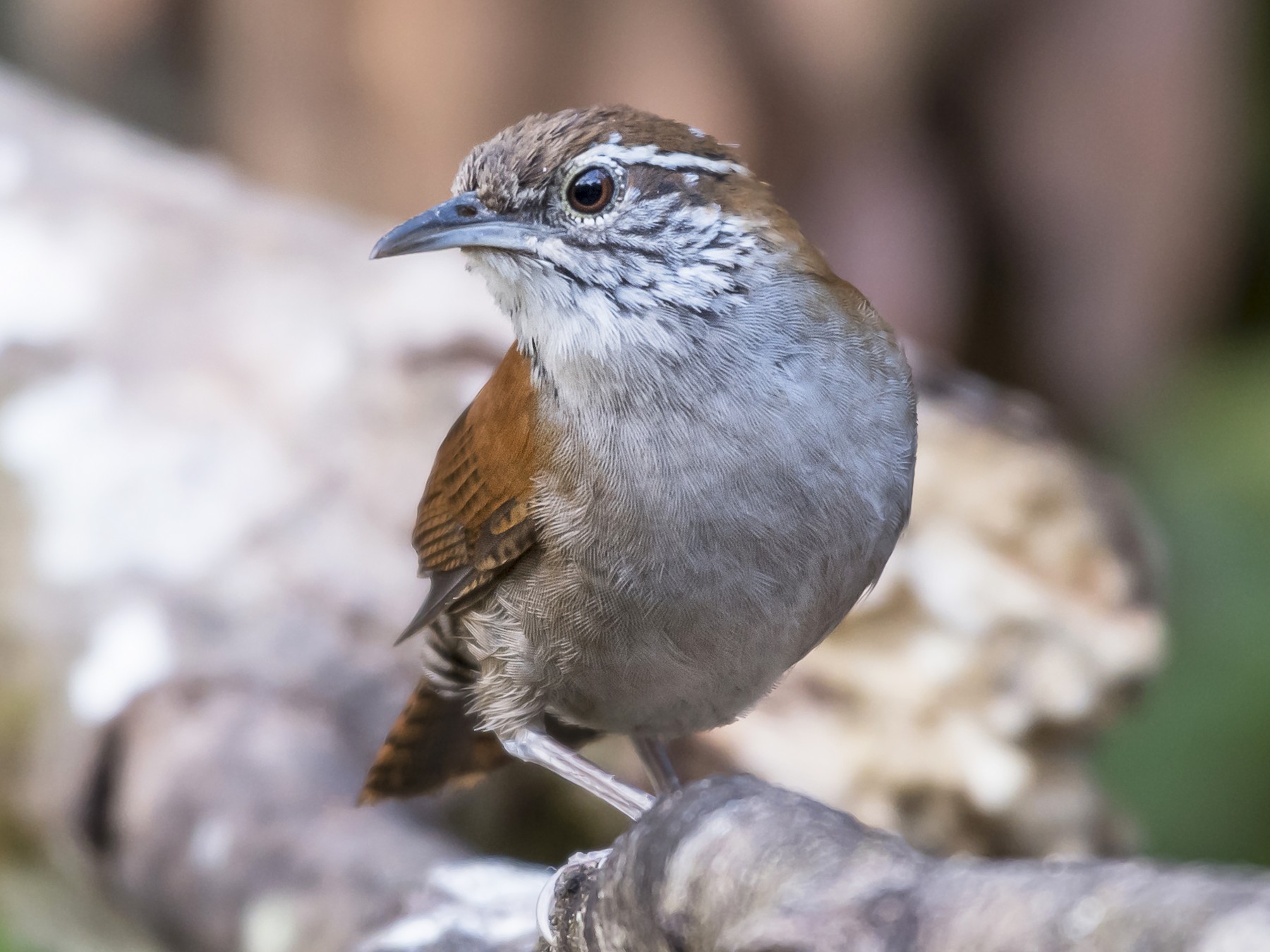 Rufous-and-white Wren - eBird