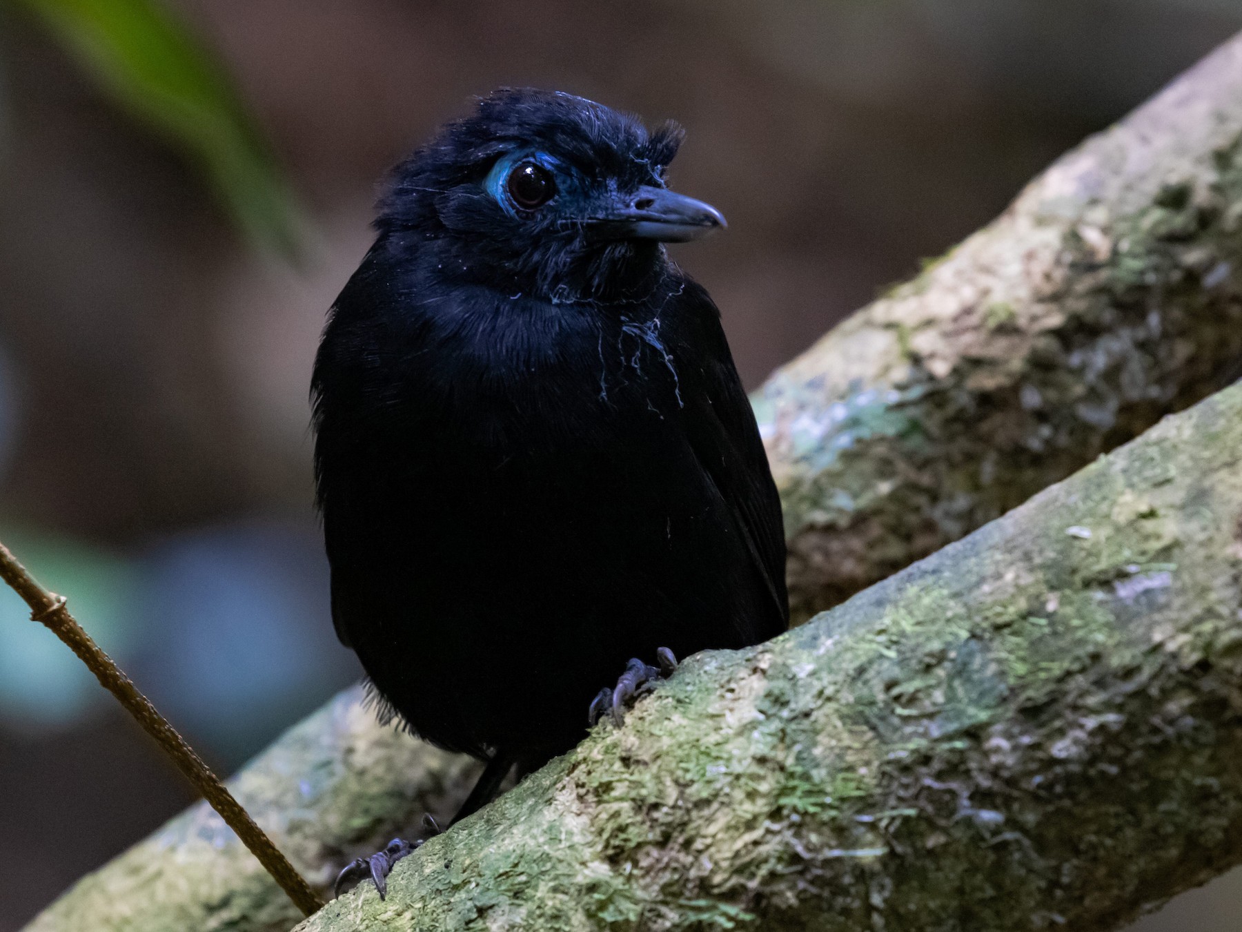 Zeledon's Antbird - eBird