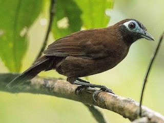 Zeledon's Antbird - eBird