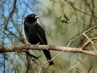 Bolivian Blackbird - eBird
